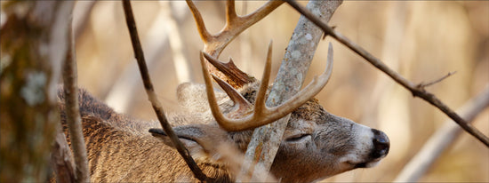 Accessories – Pure Whitetail