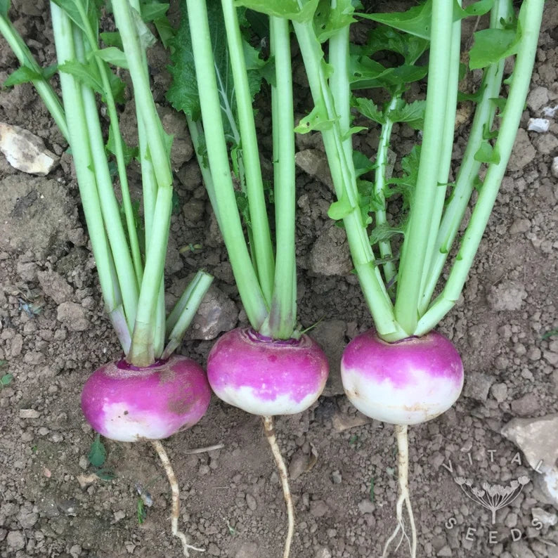Purple Top Turnips for Deer Food Plots | Pure Whitetail